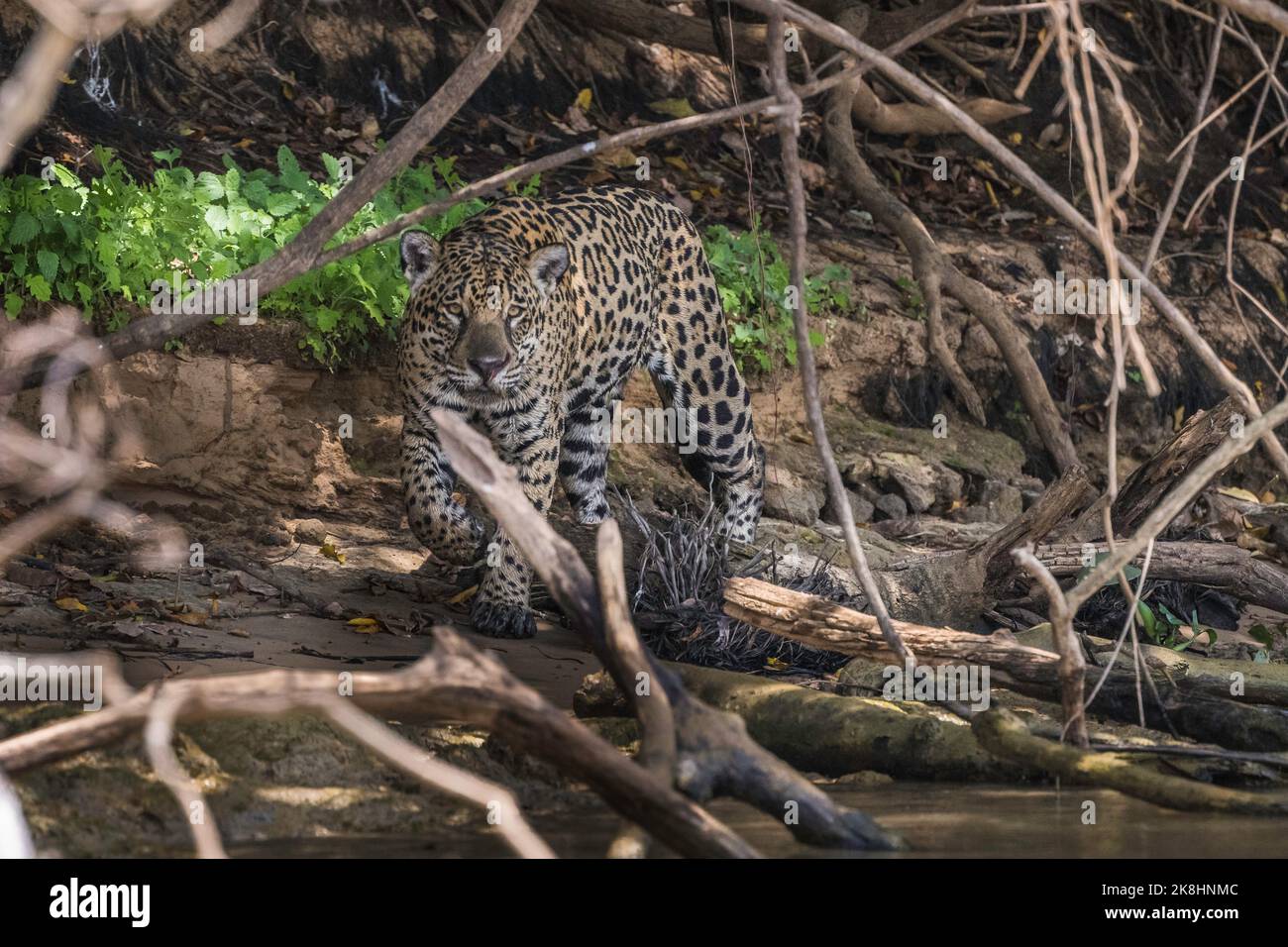 Jaguar walking among dead branches and trees on the Cuiaba river ...