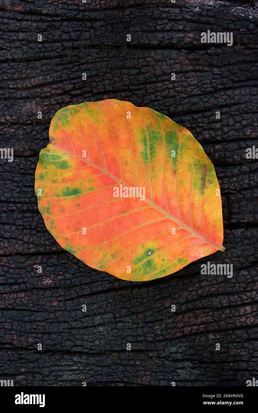 colorful autumn fall leaves santol isolated on grunge wooden texture ...