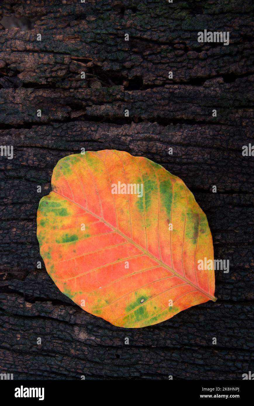Santol leaves hi-res stock photography and images - Alamy