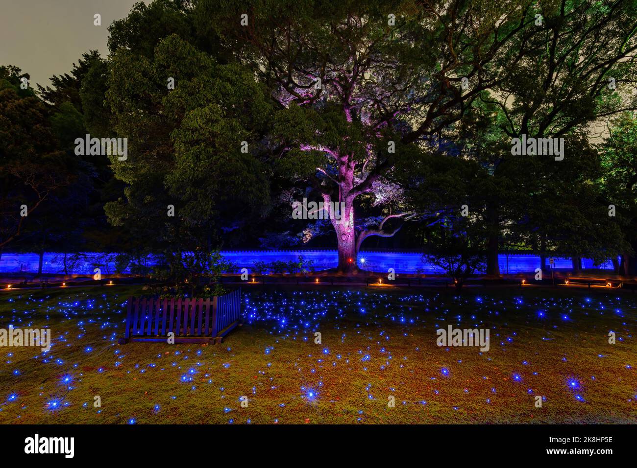 Night view of the big tree in Shoren-in at Kyoto Stock Photo - Alamy