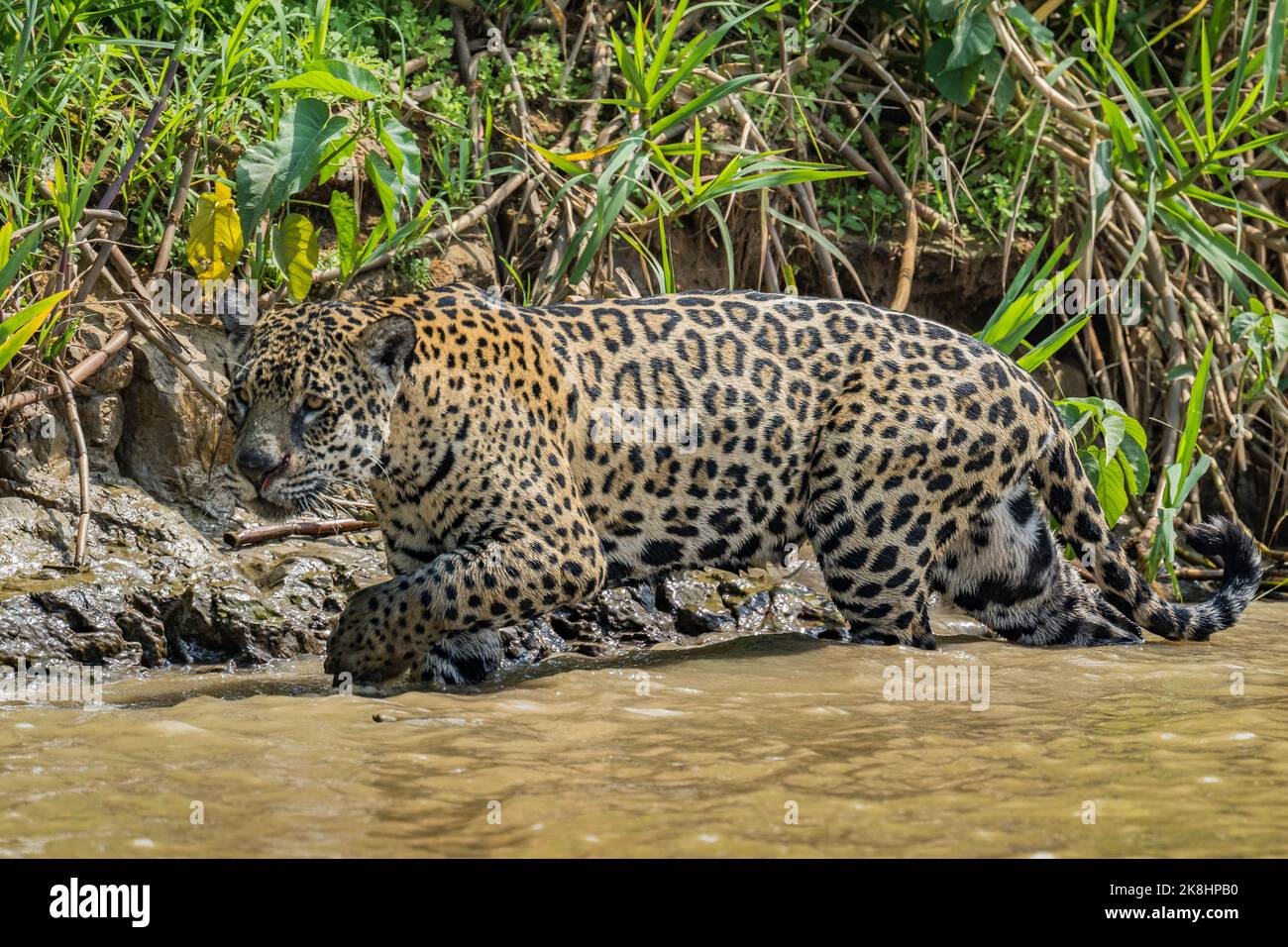 Jaguar snarling lying on a fallen tree in the Pantanal Stock Photo - Alamy