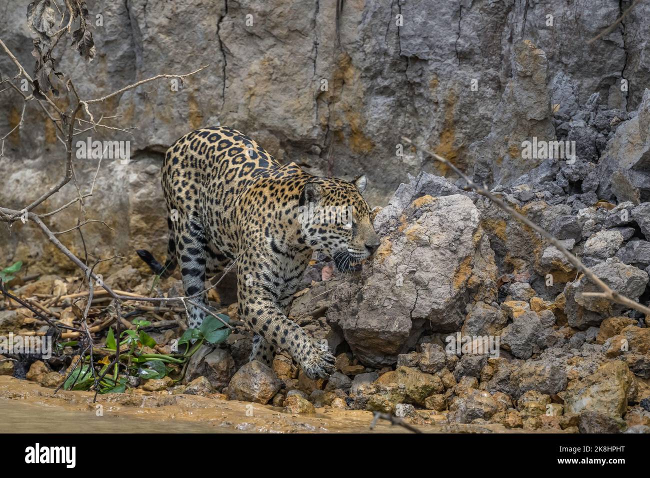 Jaguar snarling lying on a fallen tree in the Pantanal Stock Photo - Alamy