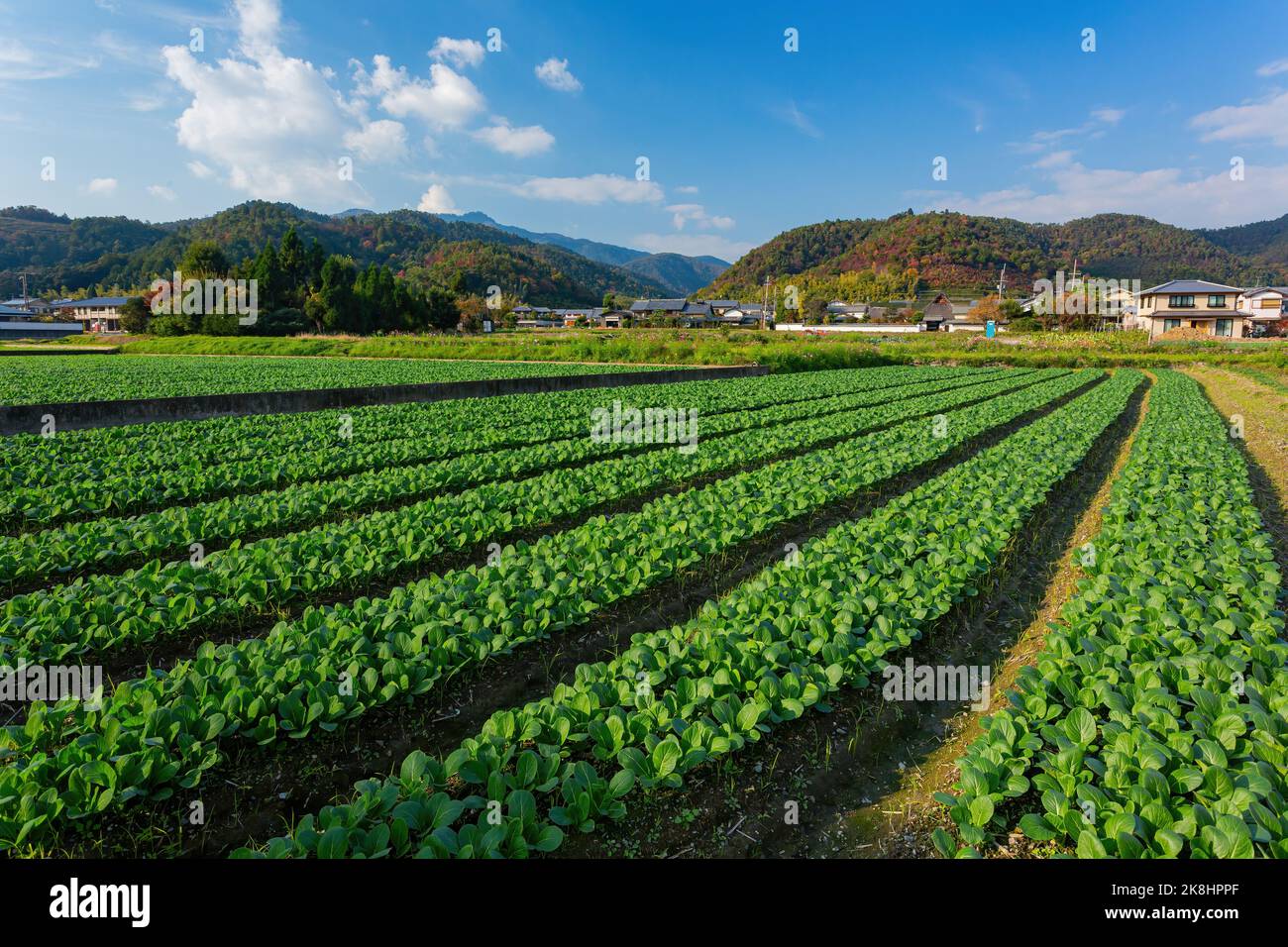 Sunny view of farm rural landscape at Kyoto Stock Photo - Alamy