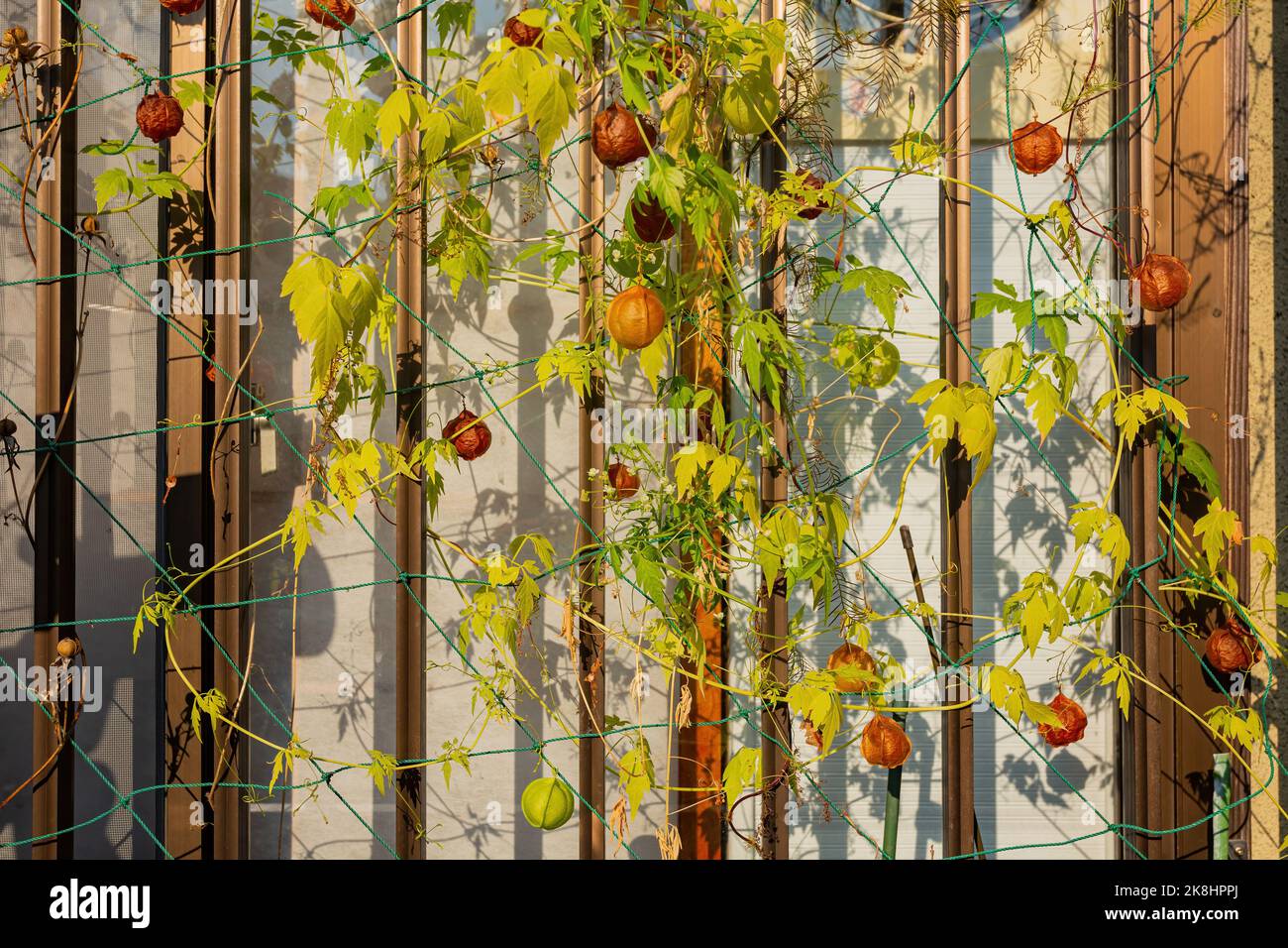 Close up shot of the mature lesser balloon vine at Kyoto Stock Photo ...