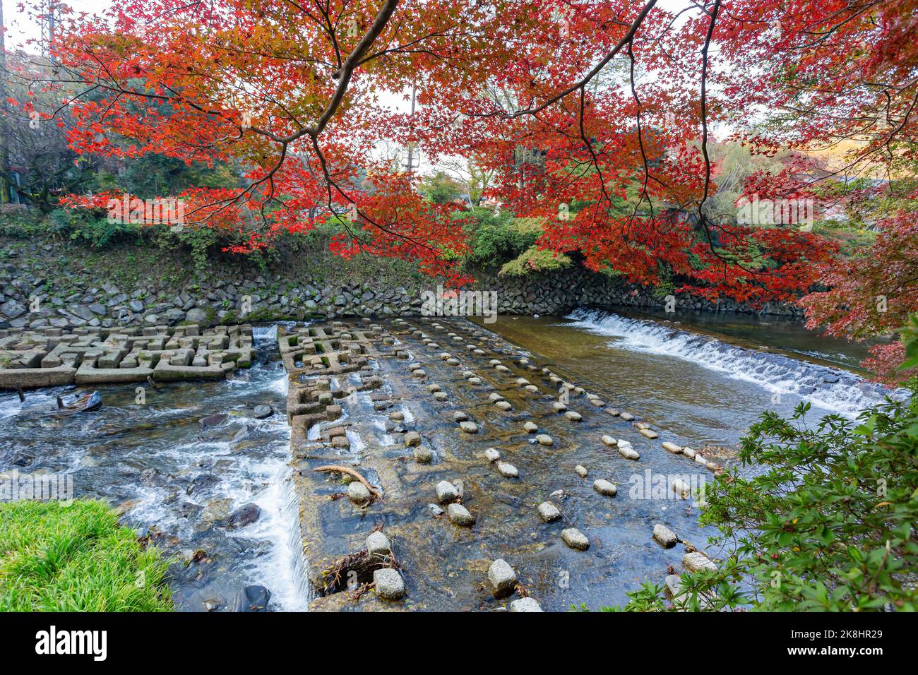 Daytime view of the fall color around Takano River at Kyoto, Japan ...