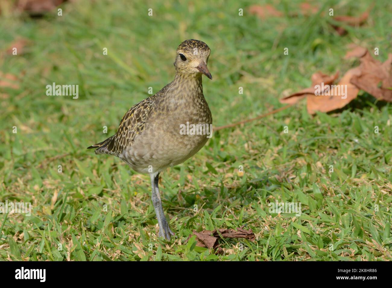 Nonbreeding adult Pacific Golden Plover (Pluvialis fulva) from O'ahu ...