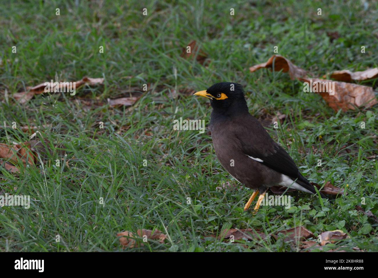 Common Myna (Acridotheres tristis) observed on O'ahu, Hawai'i Stock ...