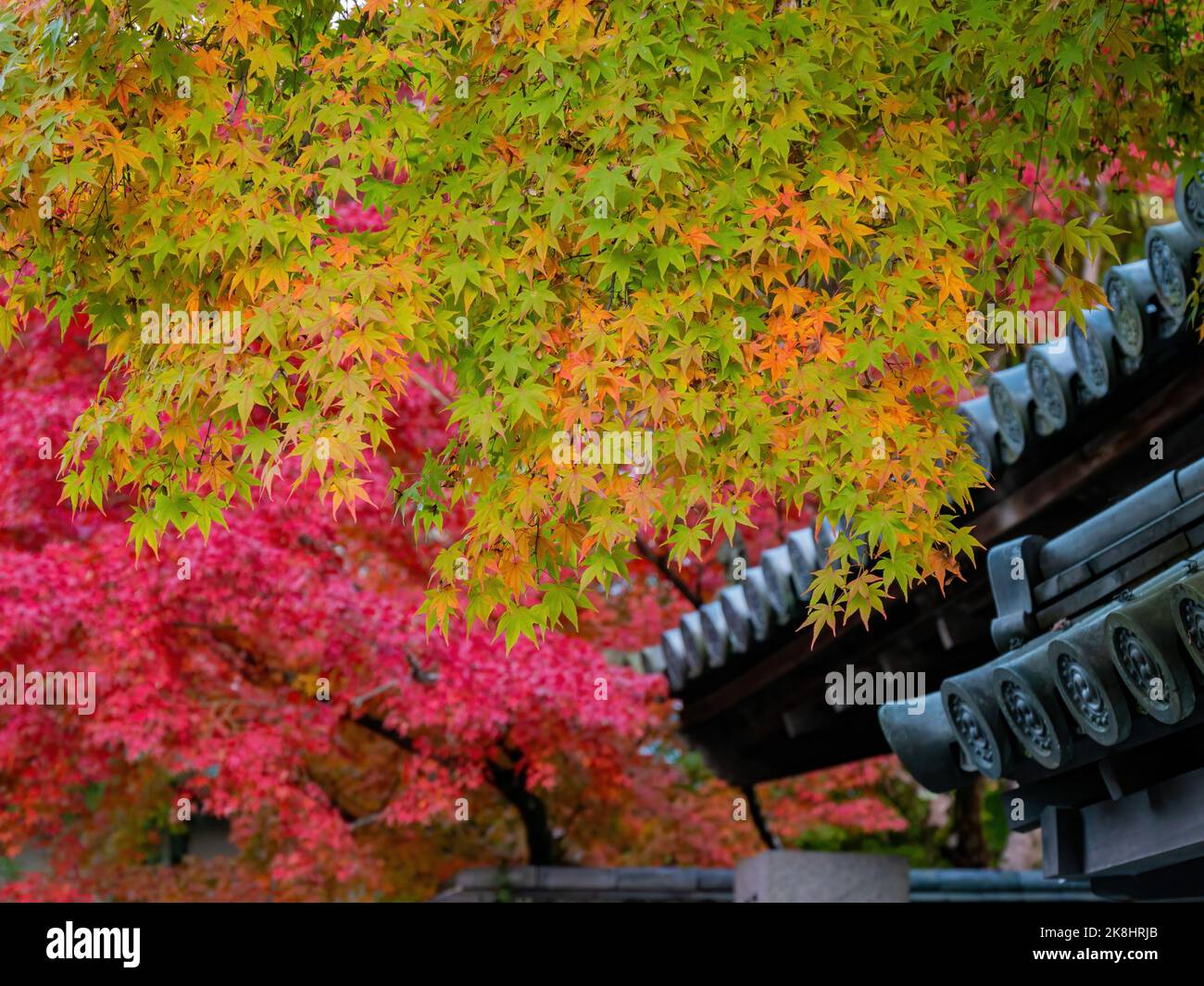 Beautiful fall color near the Tenju-an Temple at Kyoto, Japan Stock ...