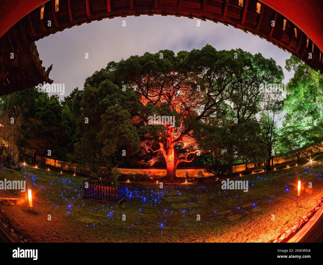 Night view of the big tree in Shoren-in at Kyoto Stock Photo - Alamy