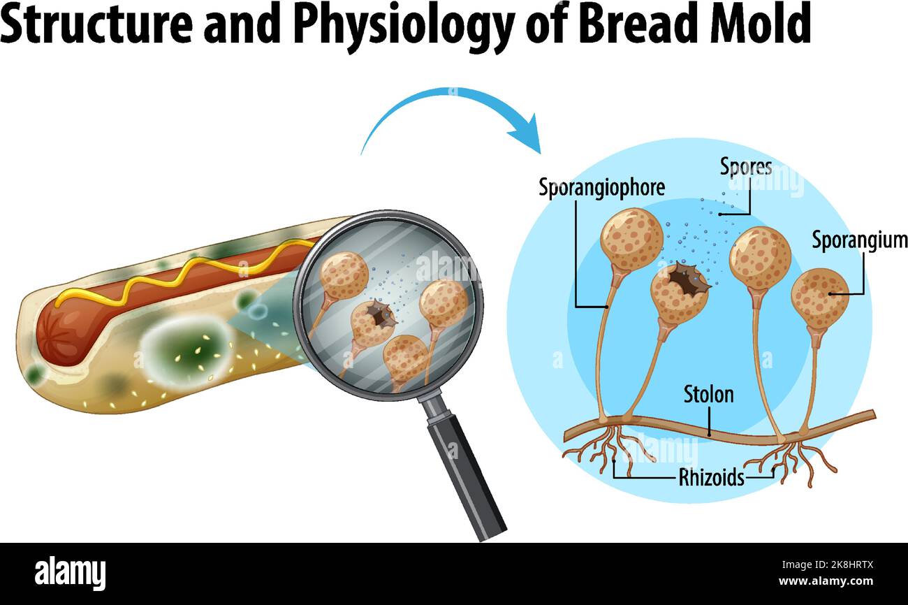 structure and physiology of bread mold illustration Stock Vector Image ...