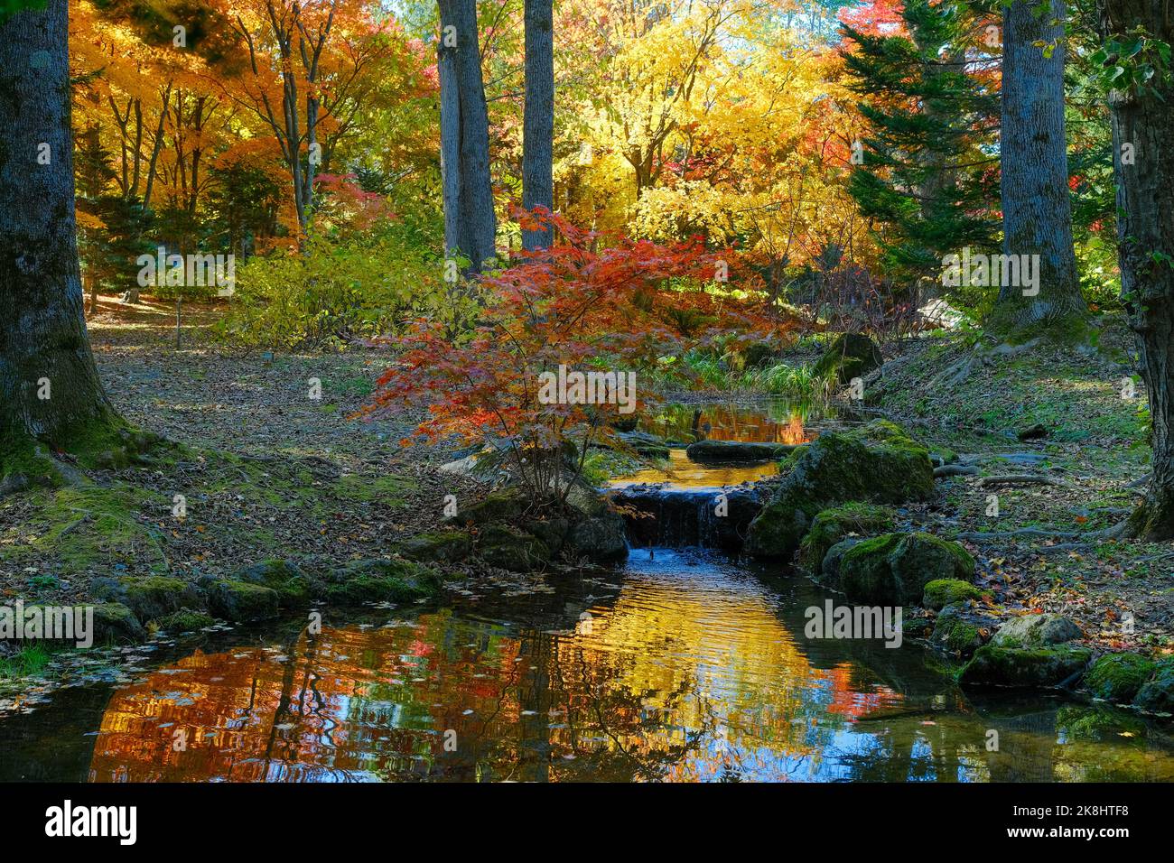 Japanese Fall Foliage Stock Photo - Alamy