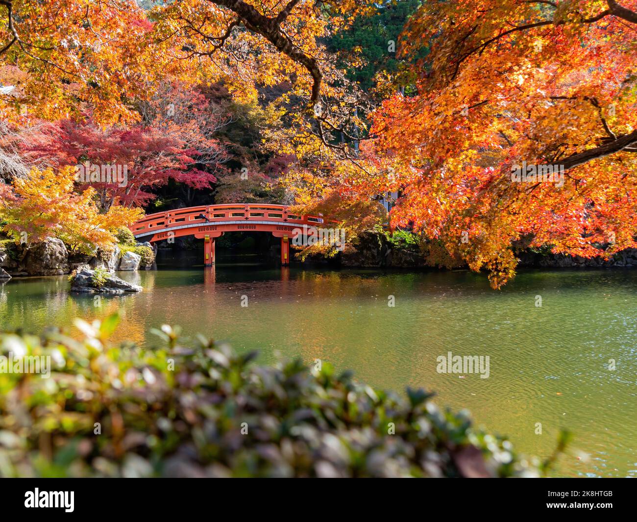 Sunny view of the beautiful fall color of a red bridge in Daigoji ...