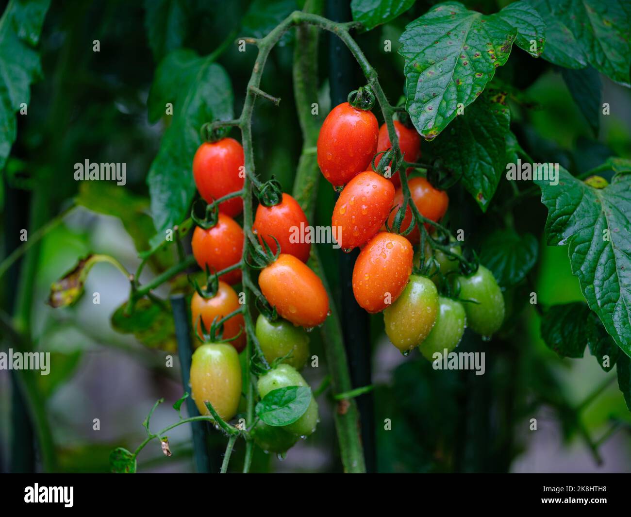 Vegetables cherry tomatoes japan hi-res stock photography and images ...