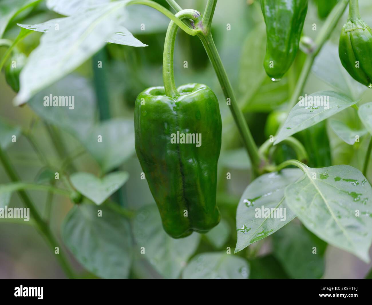 Green bell pepper Stock Photo - Alamy