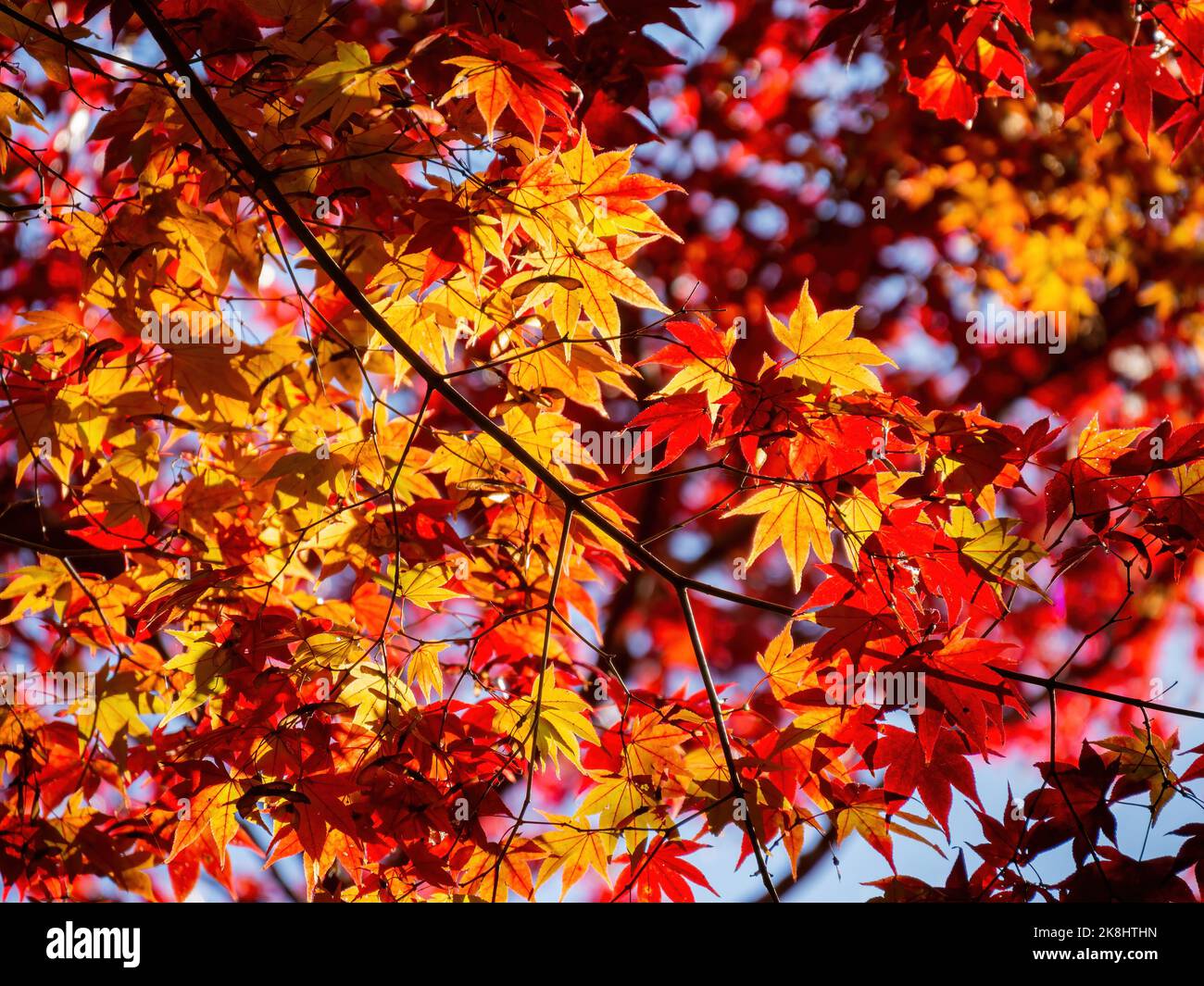 Sunny view of the beautiful fall color of Daigoji Temple at Kyoto ...