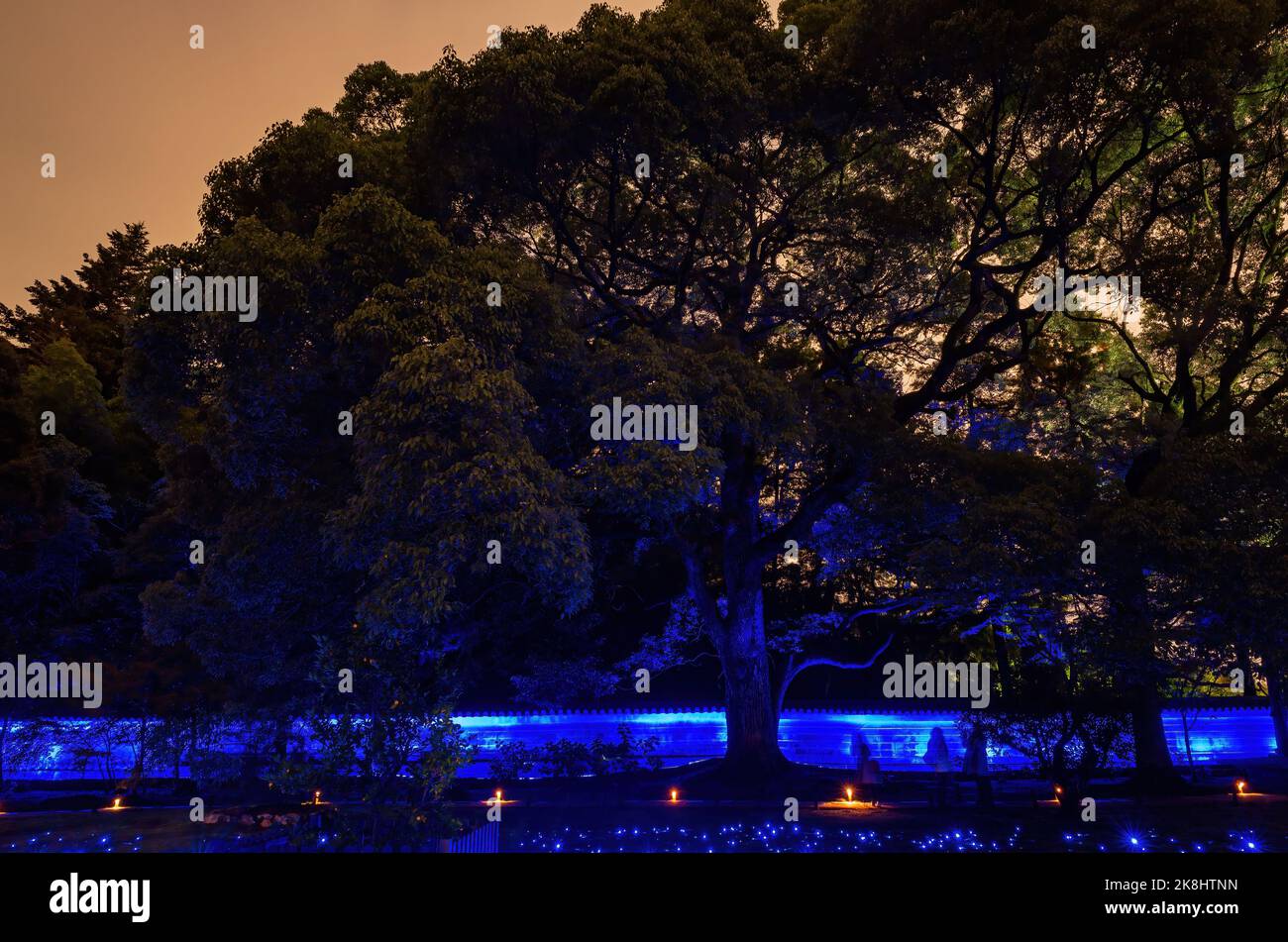 Night view of the big tree in Shoren-in at Kyoto Stock Photo - Alamy