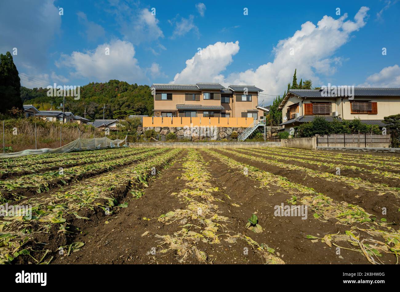Sunny view of farm rural landscape at Kyoto Stock Photo - Alamy