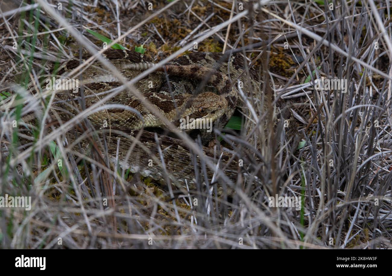 Central Plateau dusky rattlesnake (Crotalus triseriatus) from Morelos ...