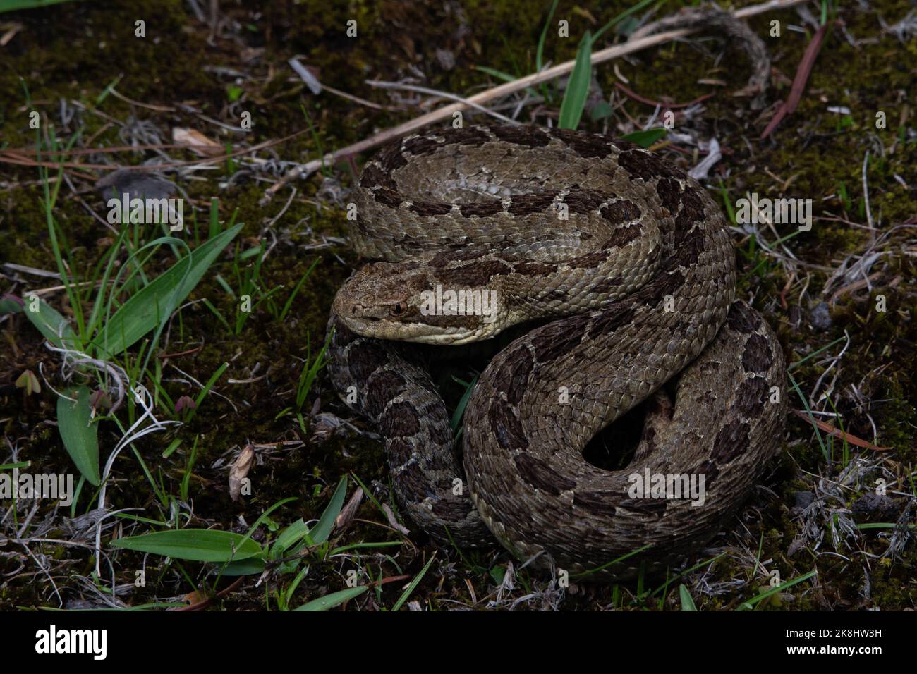 Central Plateau dusky rattlesnake (Crotalus triseriatus) from Morelos ...