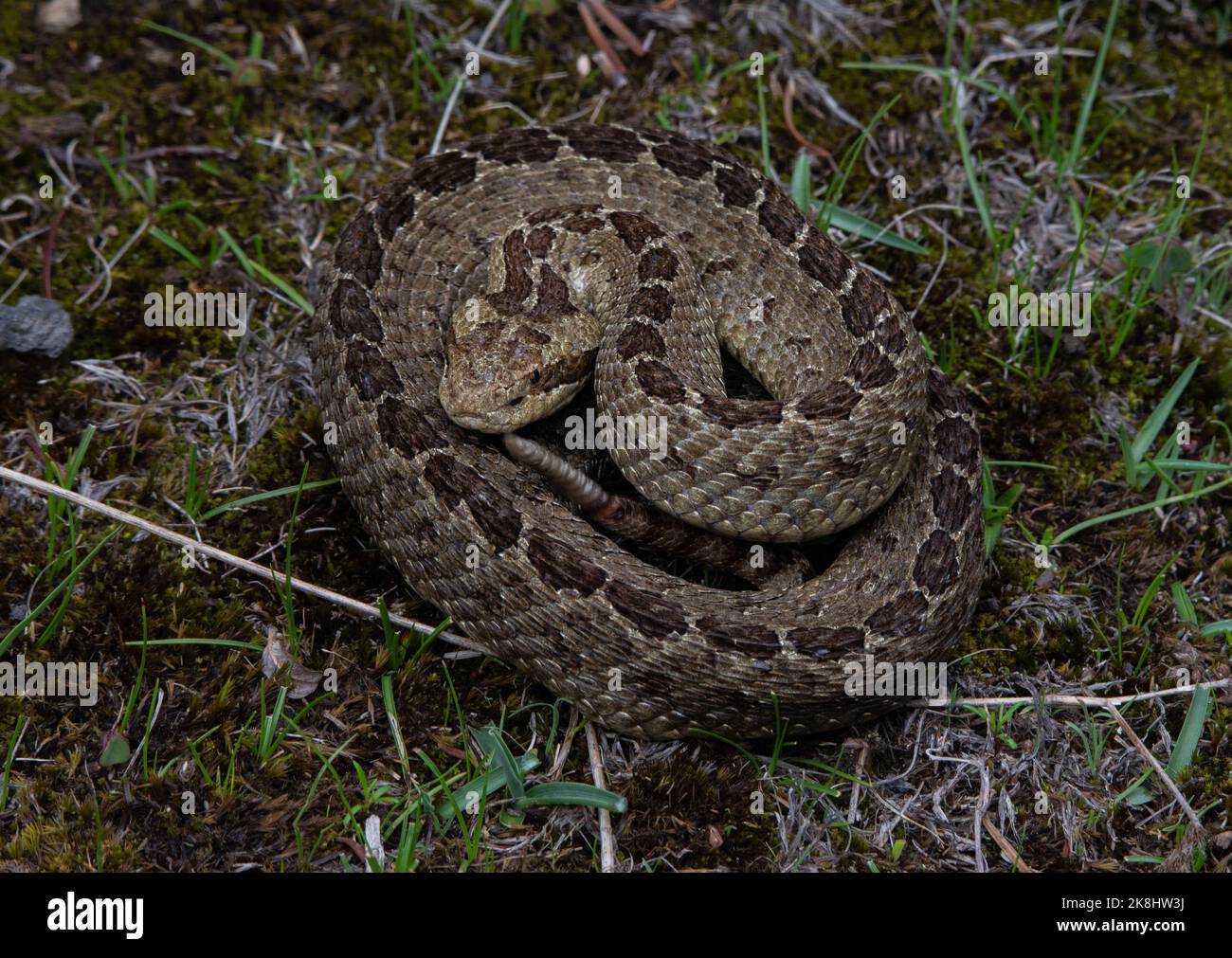 Central Plateau dusky rattlesnake (Crotalus triseriatus) from Morelos ...