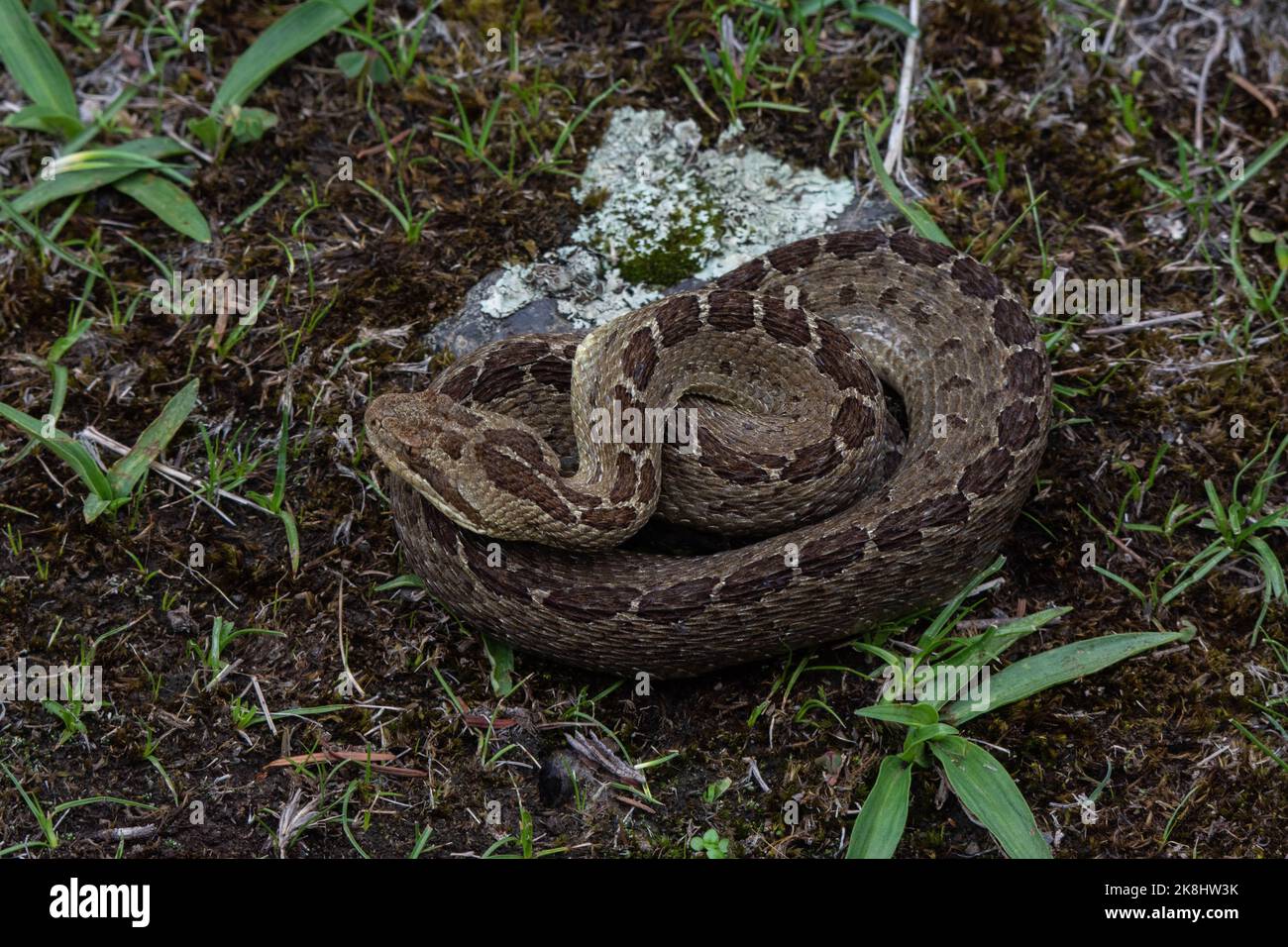 Central Plateau dusky rattlesnake (Crotalus triseriatus) from Morelos ...