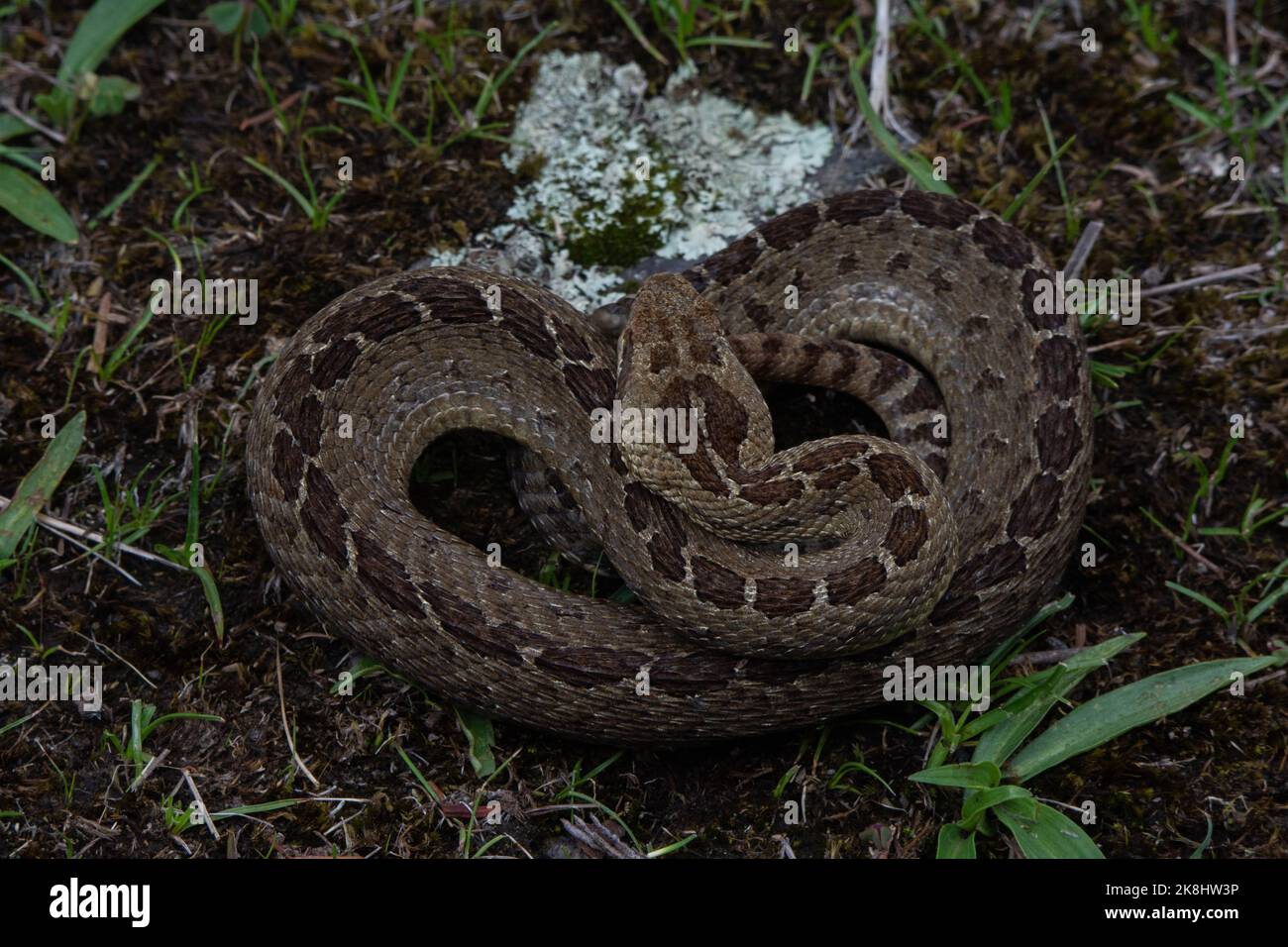 Central Plateau dusky rattlesnake (Crotalus triseriatus) from Morelos ...