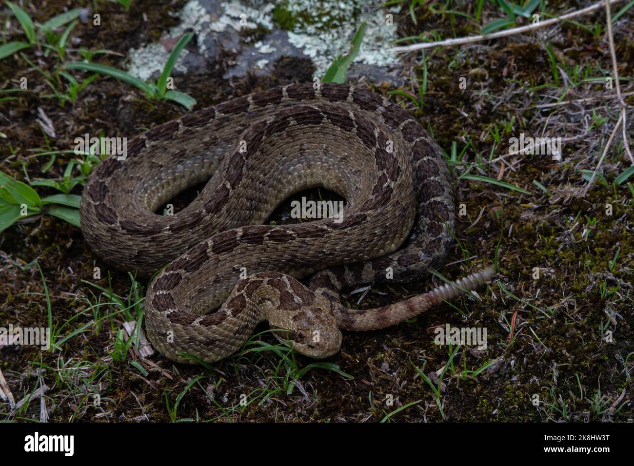 Central Plateau dusky rattlesnake (Crotalus triseriatus) from Morelos ...