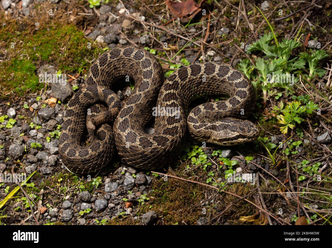 Central Plateau dusky rattlesnake (Crotalus triseriatus) from Morelos ...