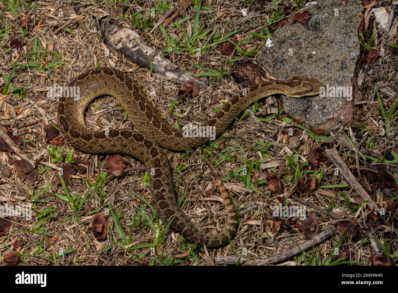 Central Plateau dusky rattlesnake (Crotalus triseriatus) from Morelos ...