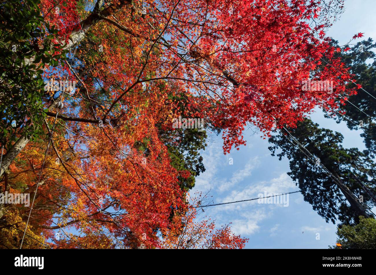 Sunny autumn landsacpe at Mount Hiei, Kyoto, Japan Stock Photo - Alamy