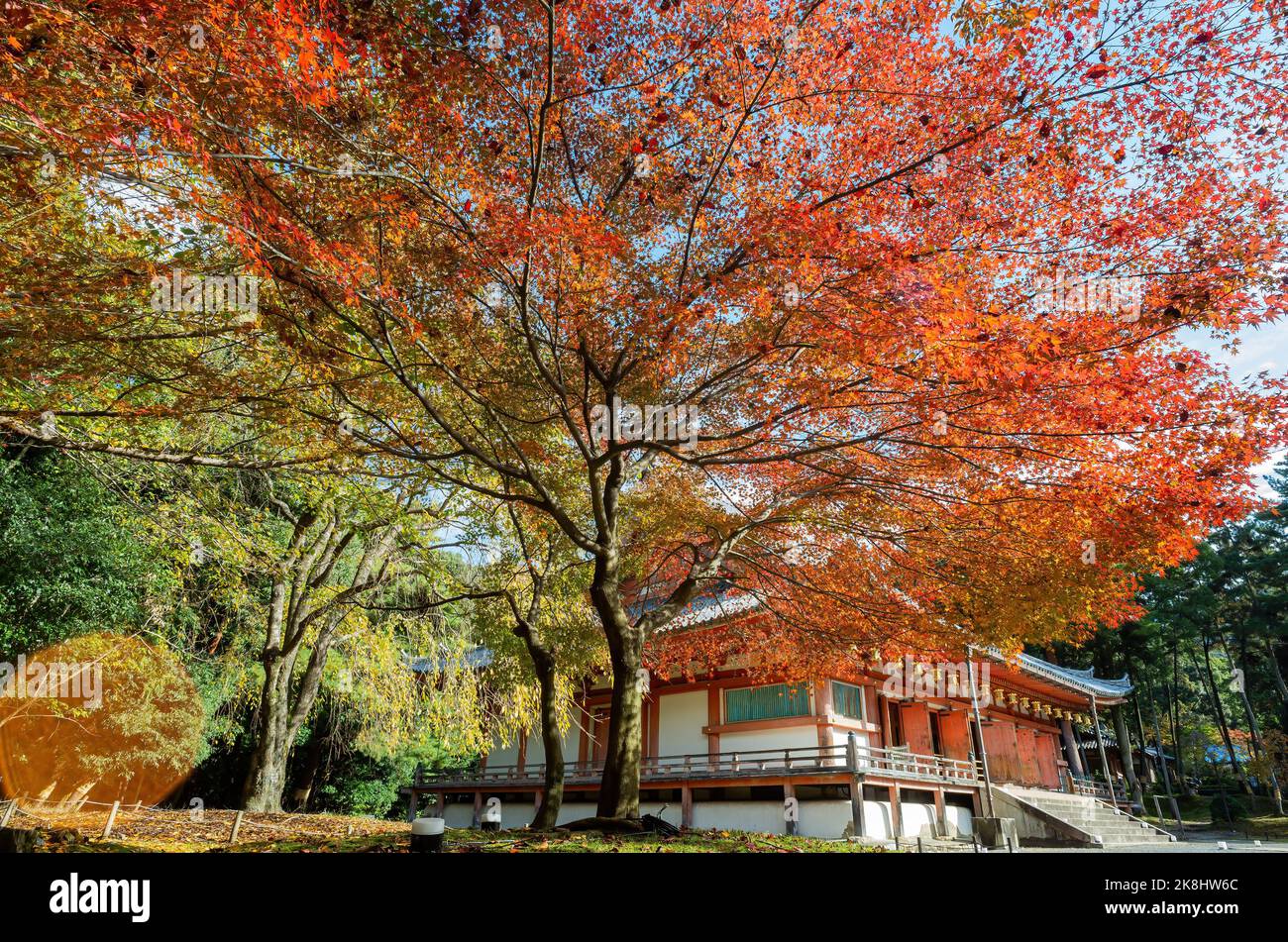 Sunny view of the beautiful fall color of Kondo, Daigoji Temple at ...