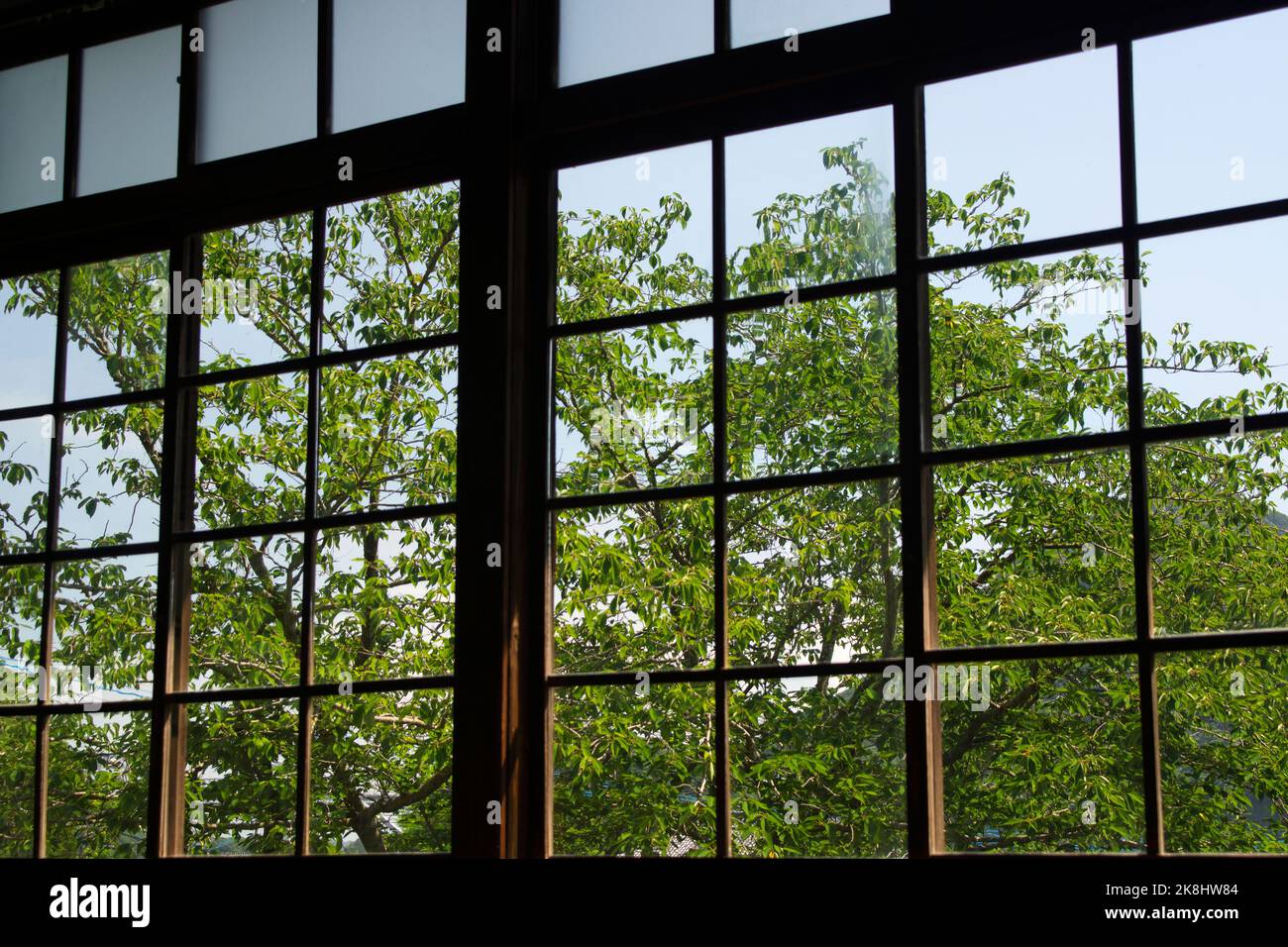Cherry Leaves through the Window Stock Photo - Alamy