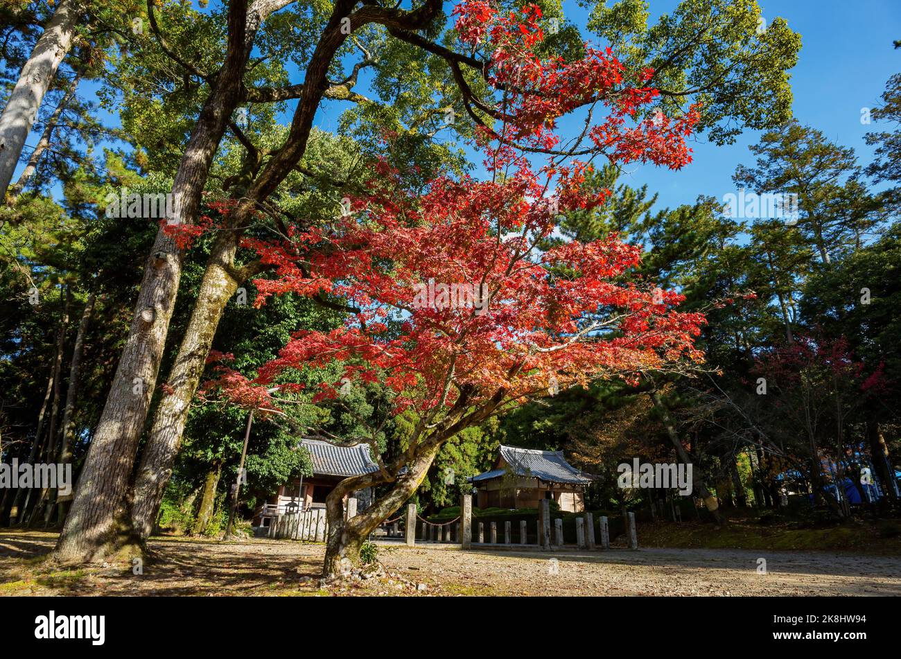 Sunny view of the beautiful fall color of Seiryugu Haiden, Daigoji ...