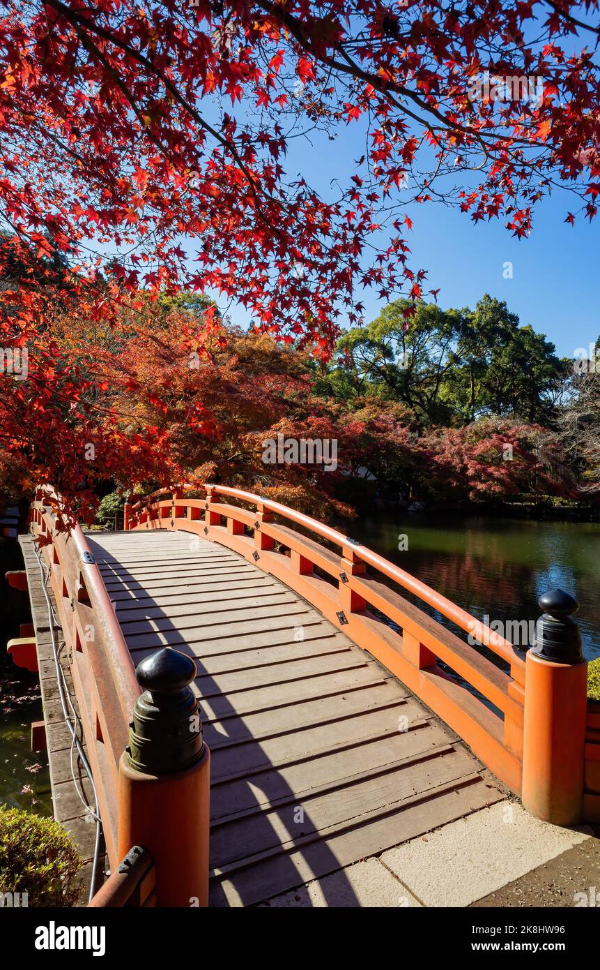 Sunny view of the beautiful fall color of a red bridge in Daigoji ...