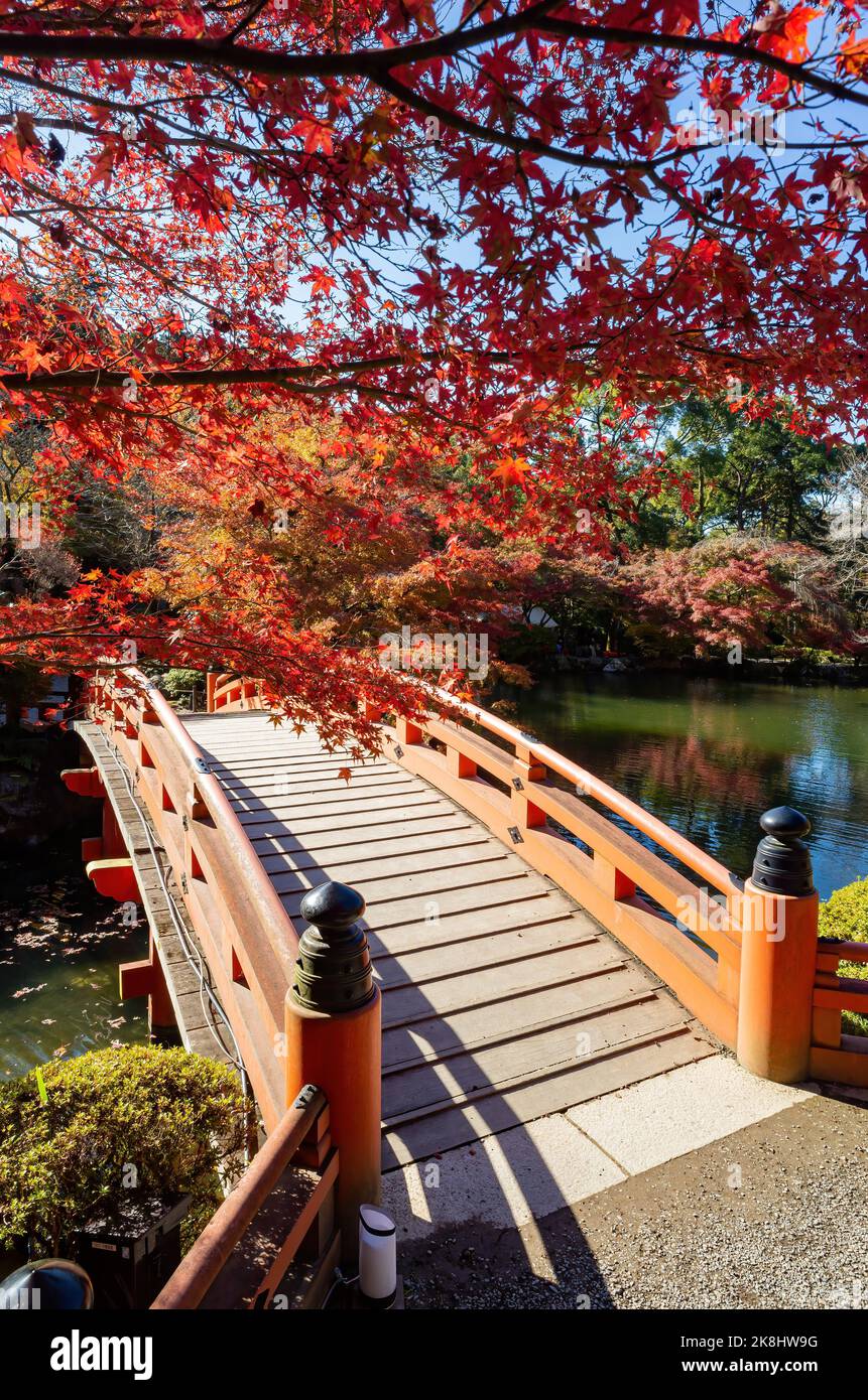Sunny view of the beautiful fall color of a red bridge in Daigoji ...