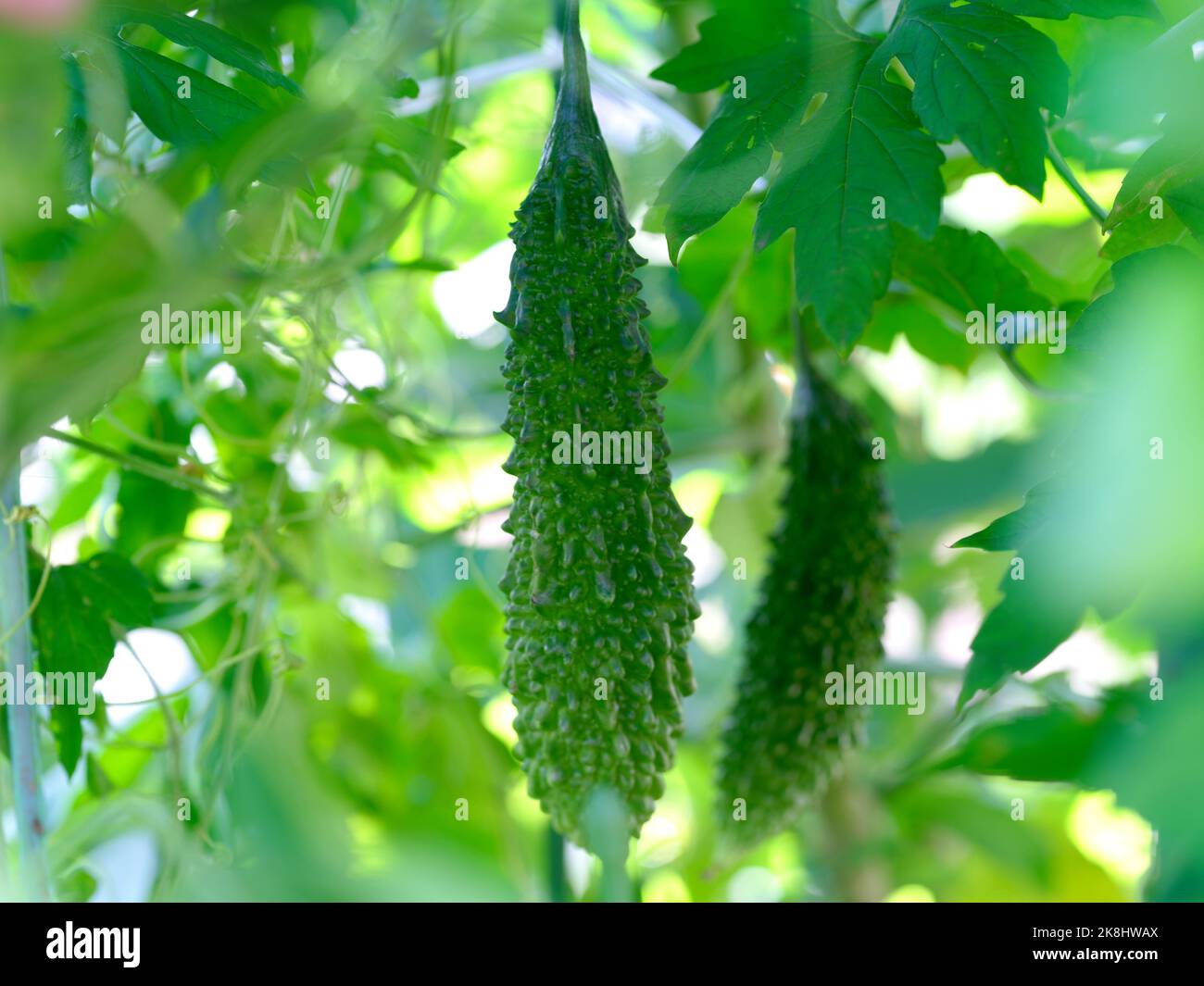 Goya (Bitter Melon Stock Photo - Alamy