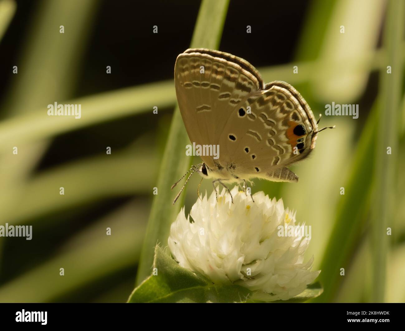 Luthrodes pandava hi-res stock photography and images - Alamy