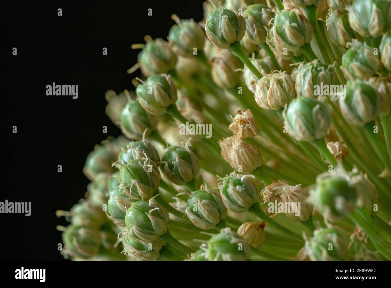 Onion head hi-res stock photography and images - Alamy