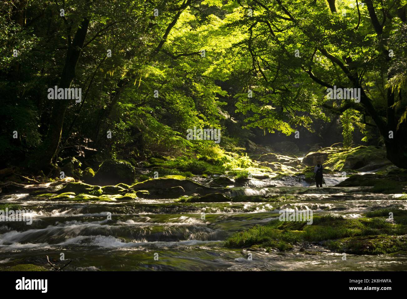 Kikuchi Gorge in Summer, Kumamoto Prefecture, Japan Stock Photo - Alamy