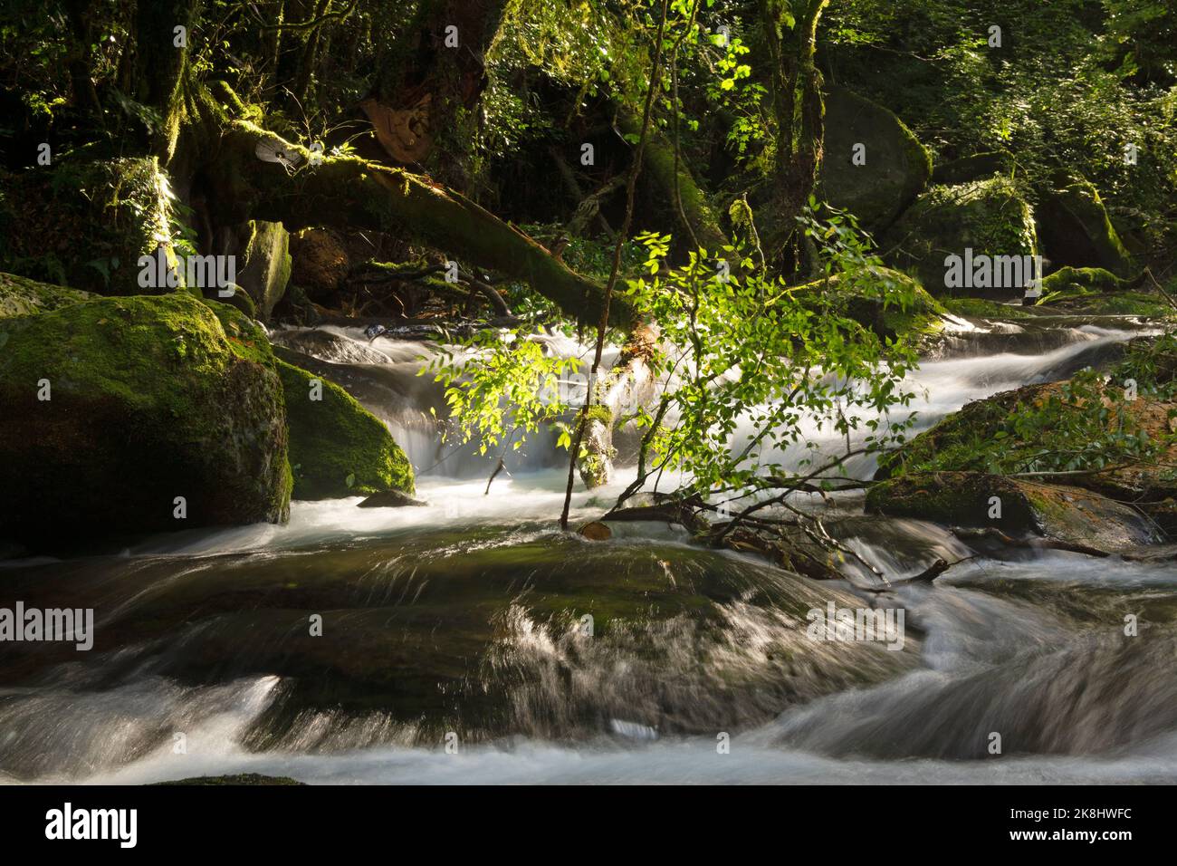 Kikuchi Gorge in Summer, Kumamoto Prefecture, Japan Stock Photo - Alamy