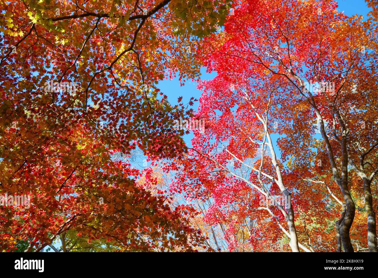 Japanese Fall Foliage Stock Photo - Alamy