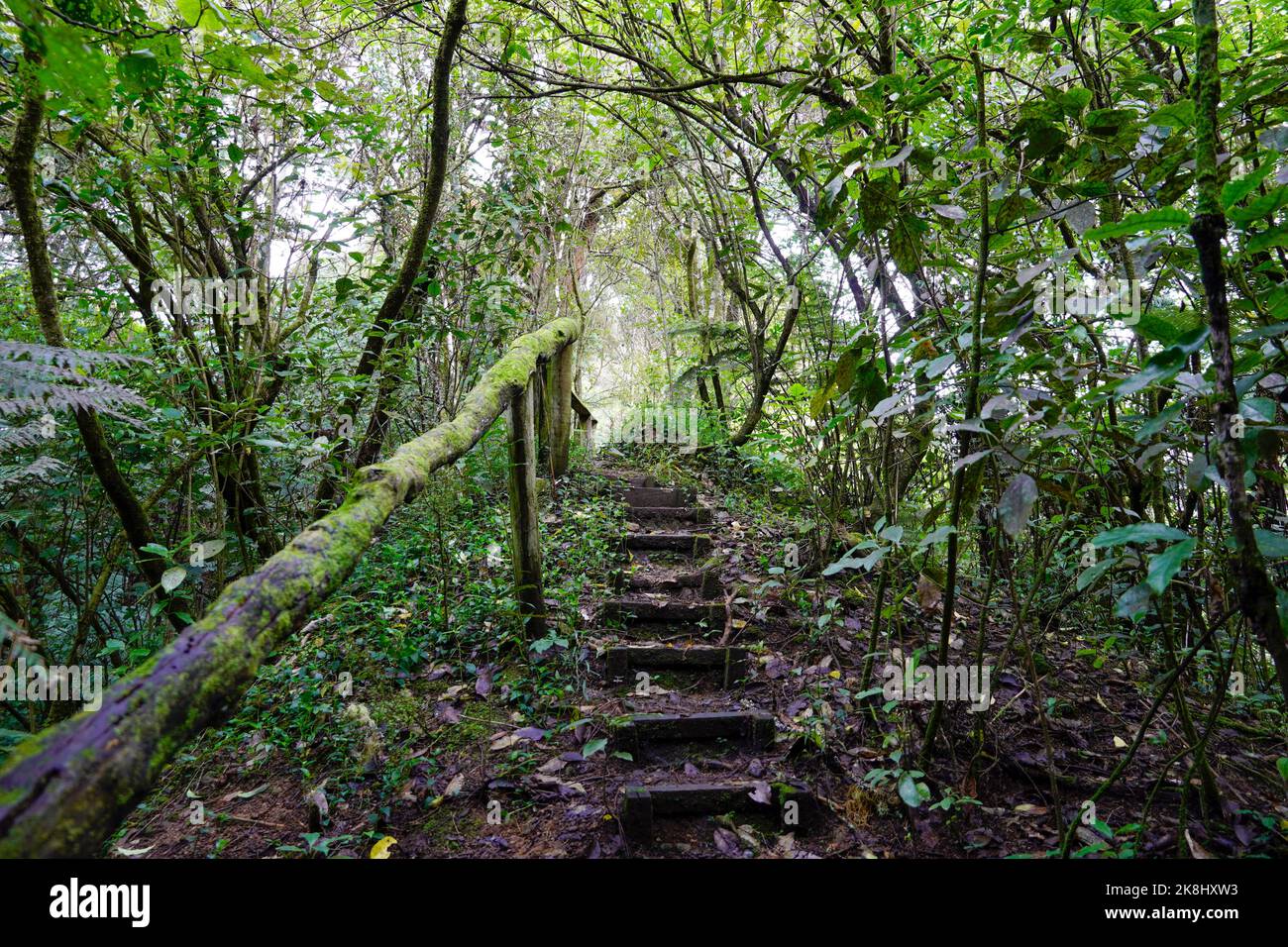 Steps Rise up into the forest Stock Photo - Alamy