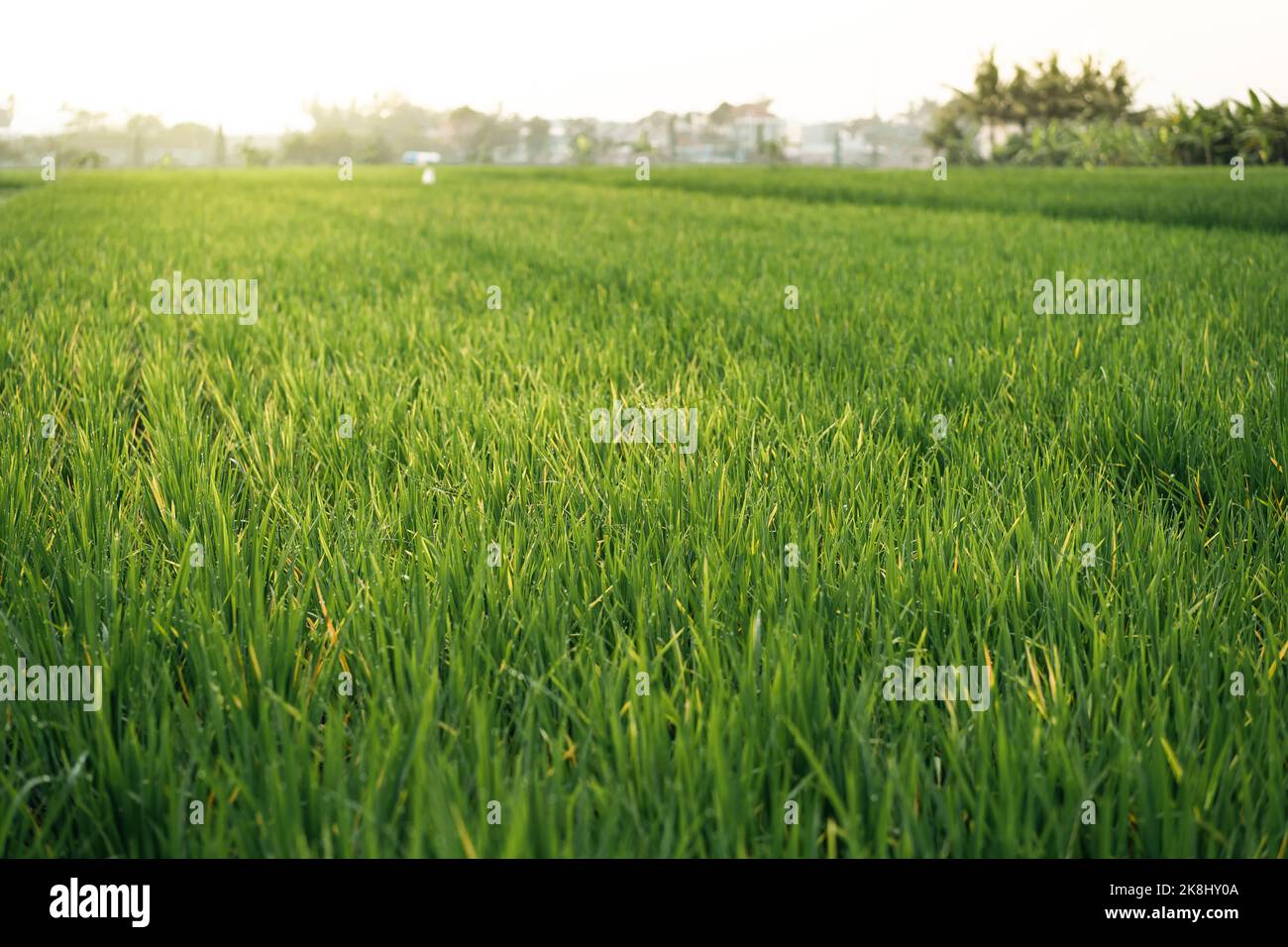 Terrace Rice Fields or sawah padi in morning sunshine Stock Photo - Alamy