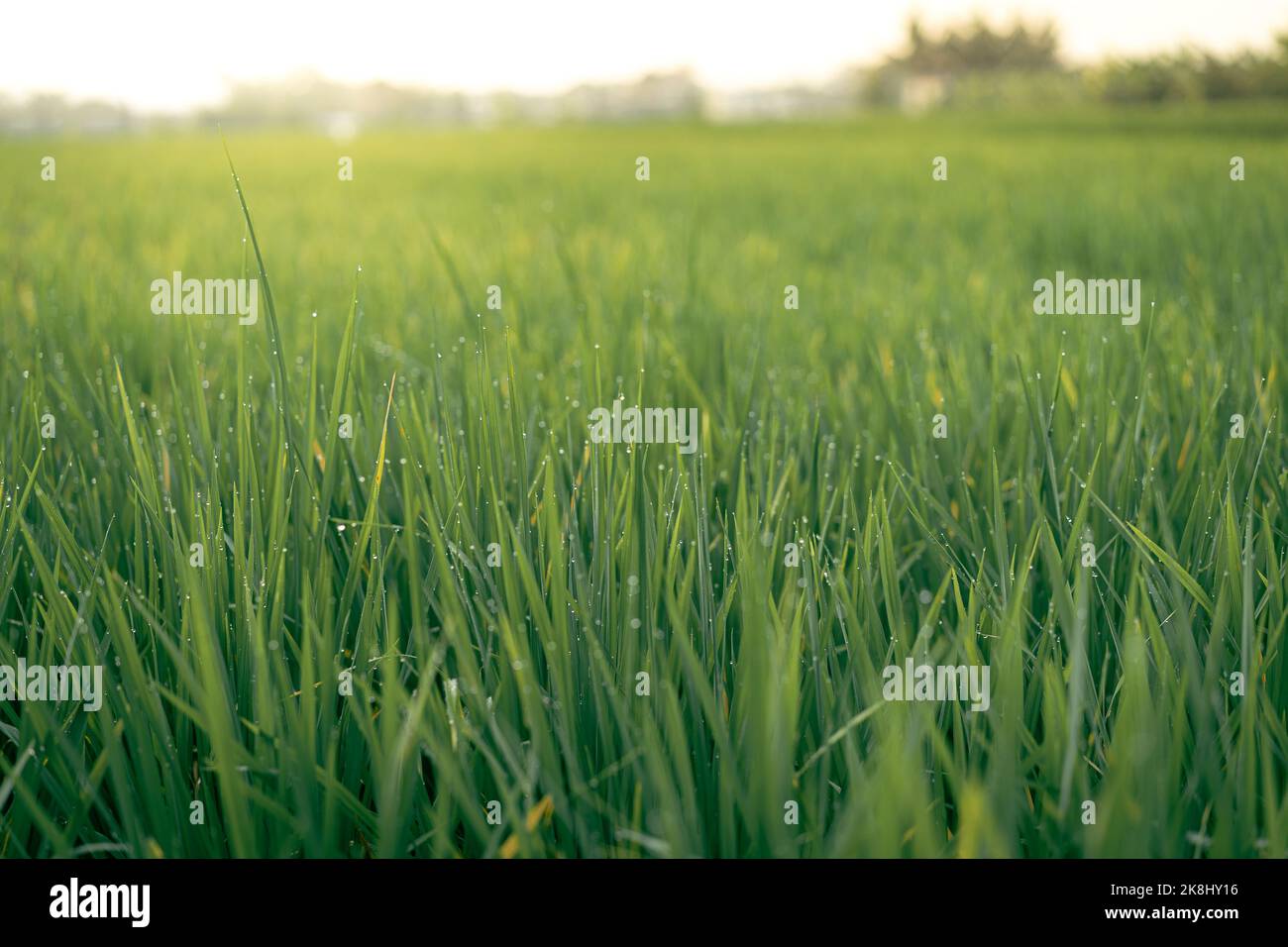 Terrace Rice Fields or sawah padi in morning sunshine Stock Photo - Alamy