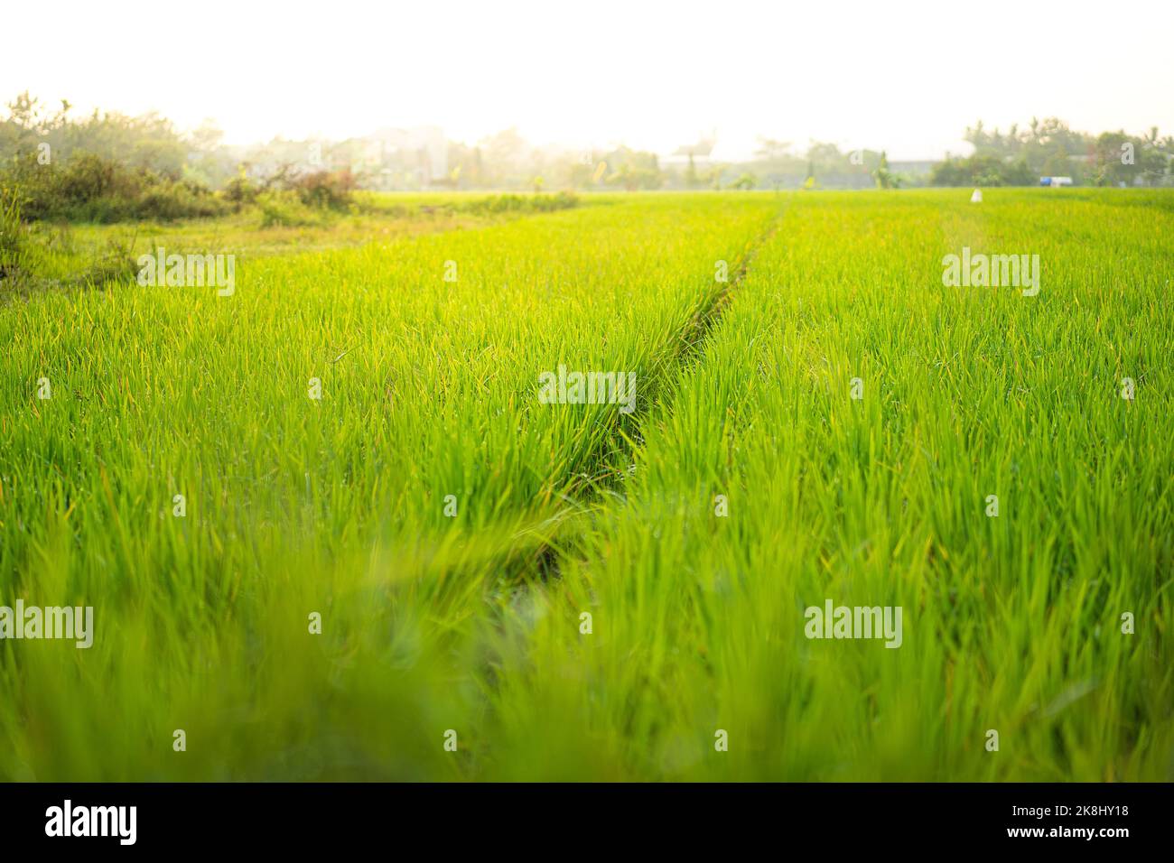 Terrace Rice Fields or sawah padi in morning sunshine Stock Photo - Alamy