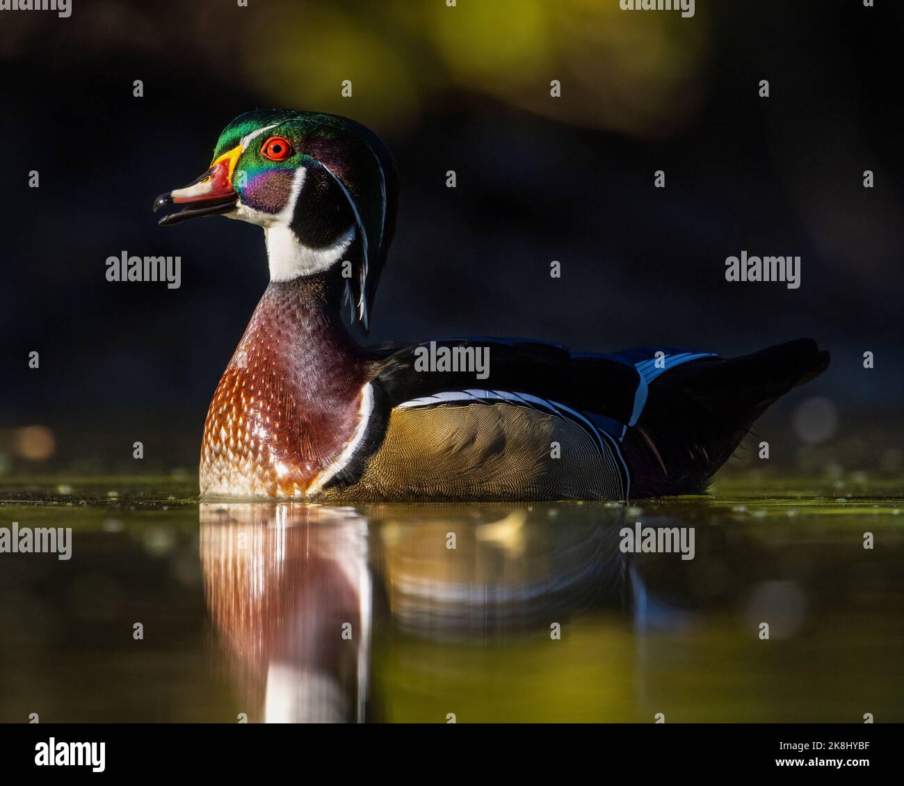 Male Wood duck (aix sponsa) swimming on water in morning sunlight ...