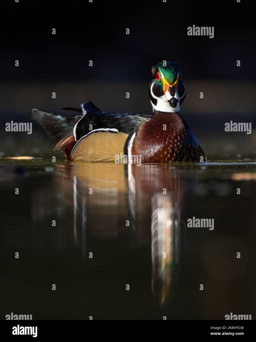 Male Wood duck (aix sponsa) swimming on water in morning sunlight ...