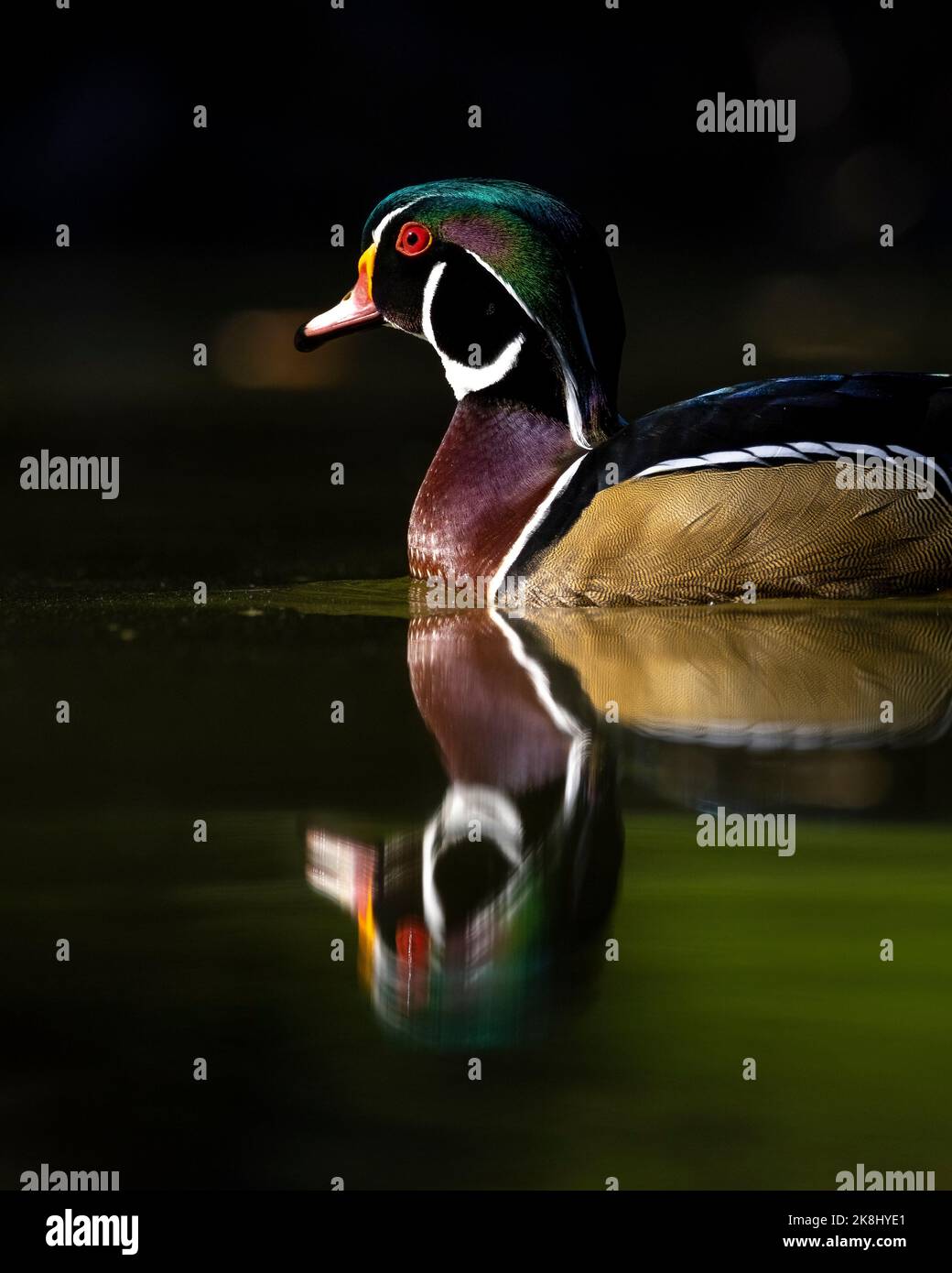 Male Wood duck (aix sponsa) swimming on water in morning sunlight ...