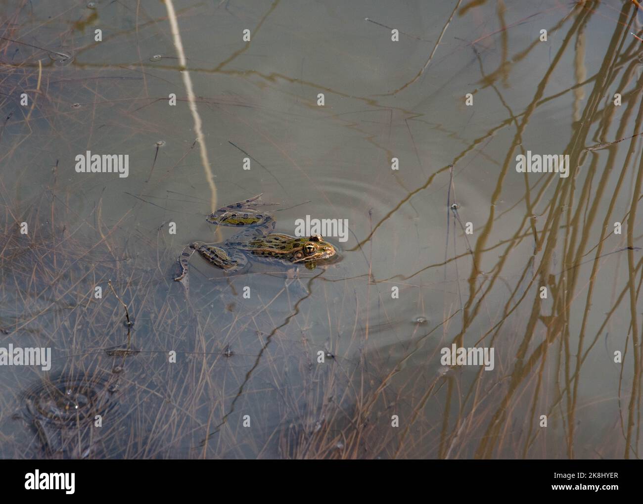 A breeding adult male Northern Leopard Frog (Lithobates pipiens) from ...