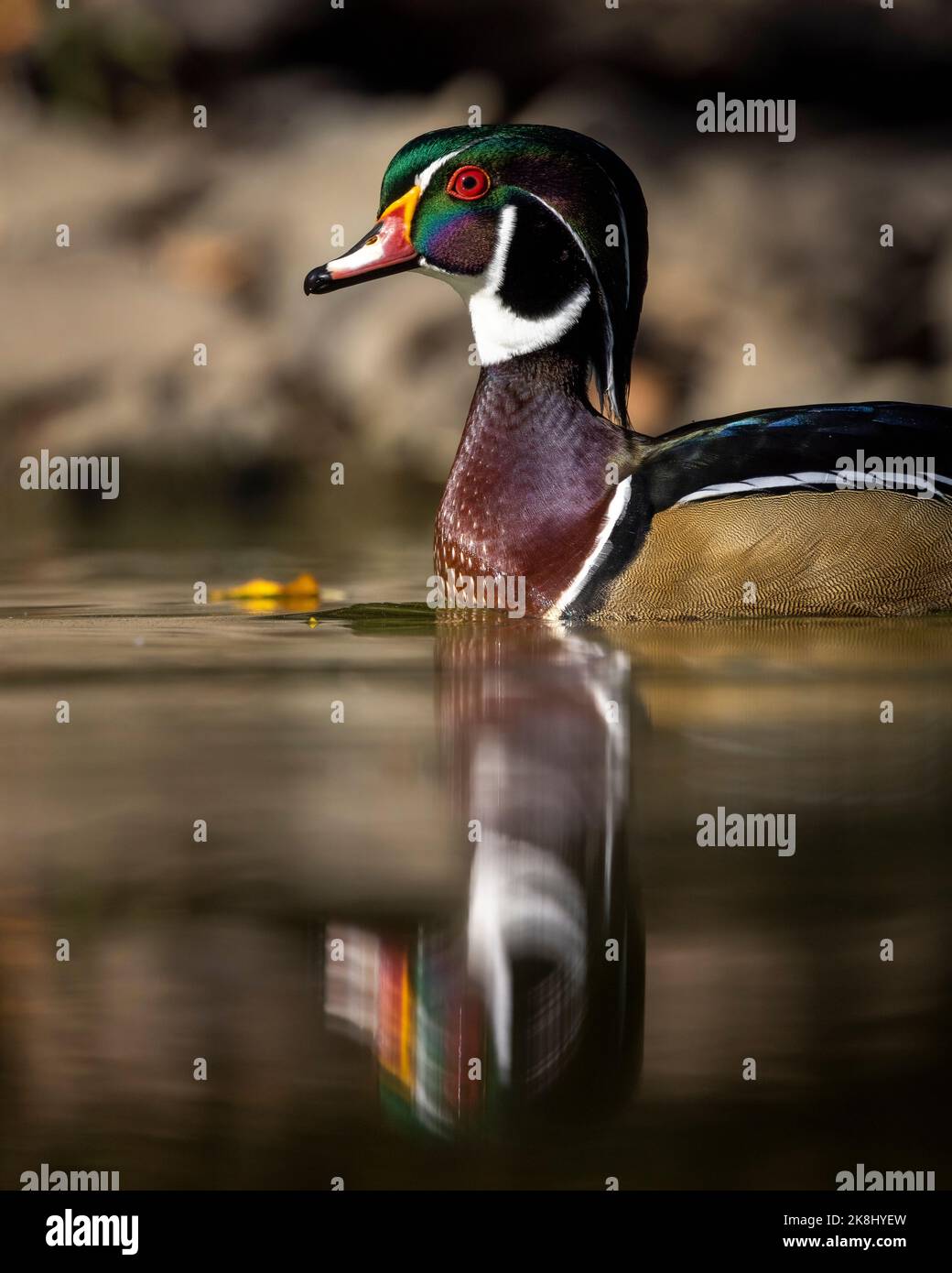 Male Wood duck (aix sponsa) swimming on water in morning sunlight ...